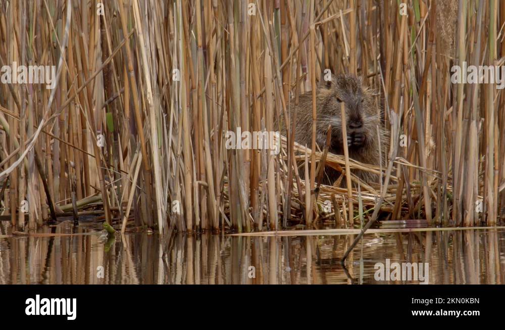 Coypu (Myocastor Coypus) aka. Nutria grooming itself on its day nest ...