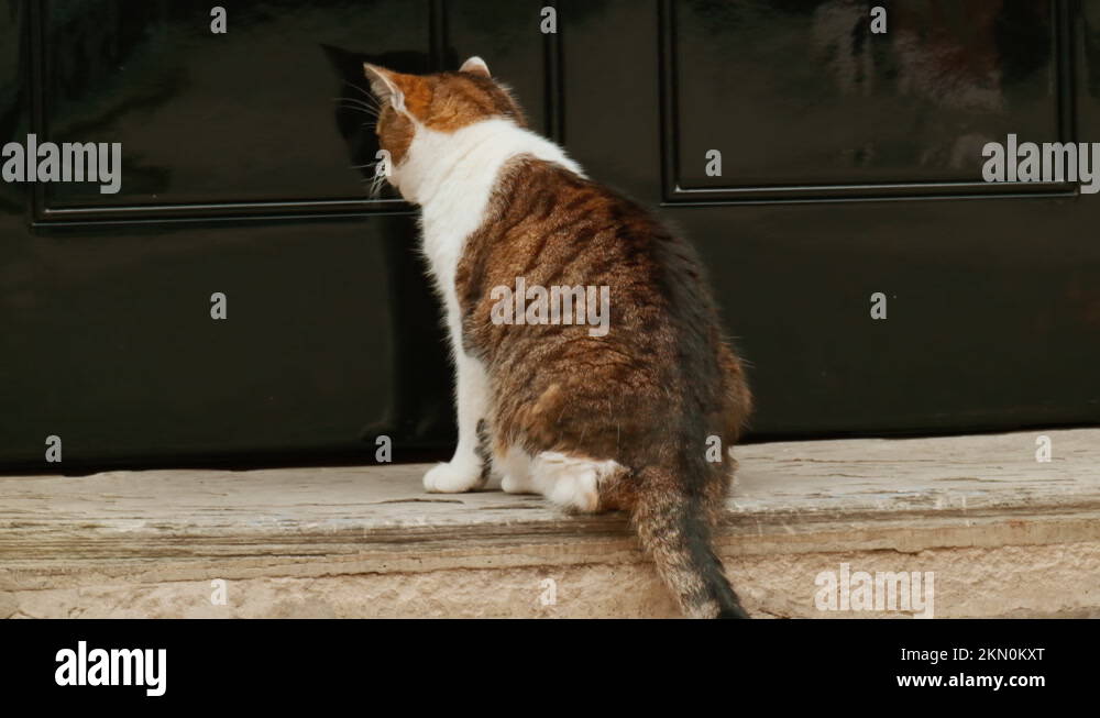 Larry cat outside 10 downing street Stock Videos & Footage - HD and 4K ...