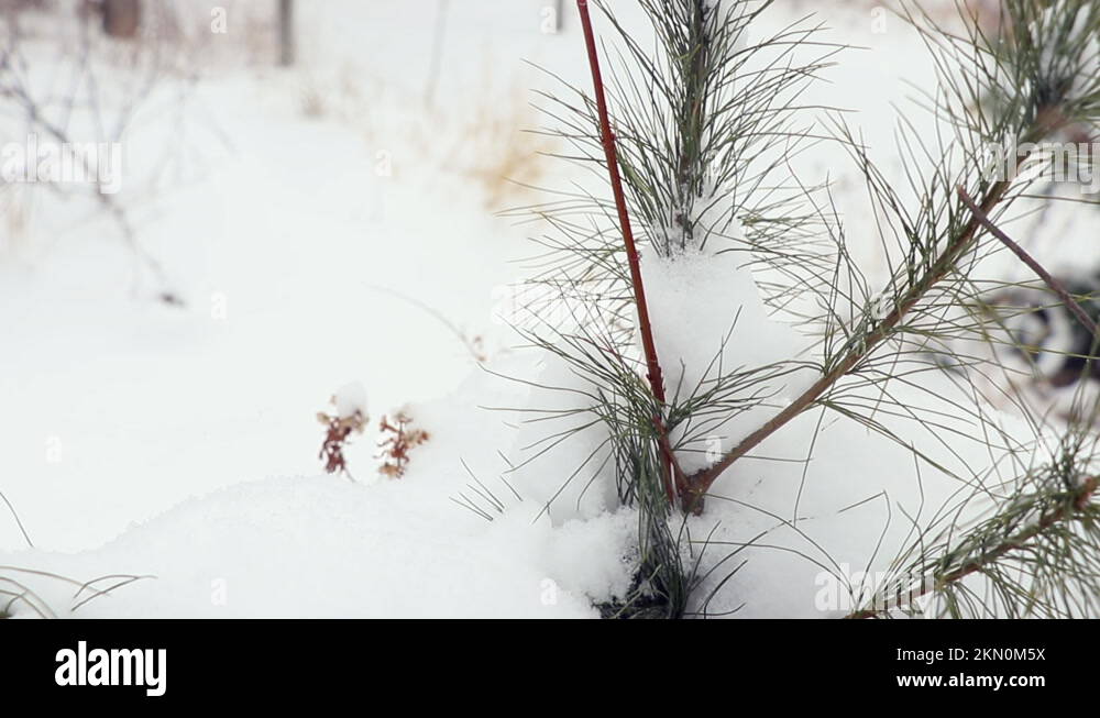 White pine sapling Stock Videos & Footage - HD and 4K Video Clips - Alamy