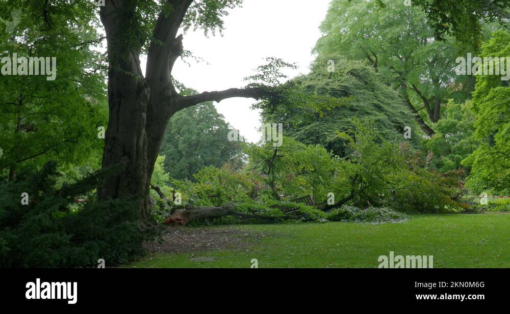 Fallen beech tree Stock Videos & Footage - HD and 4K Video Clips - Alamy