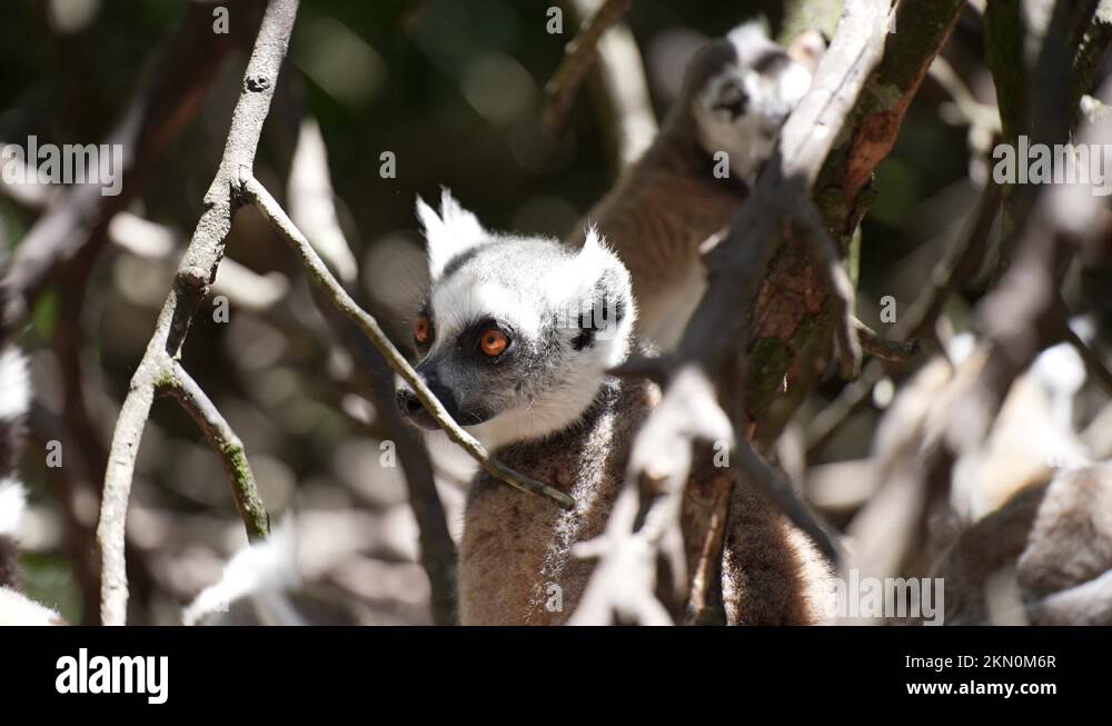 Madagascar jungle Stock Videos & Footage - HD and 4K Video Clips - Alamy