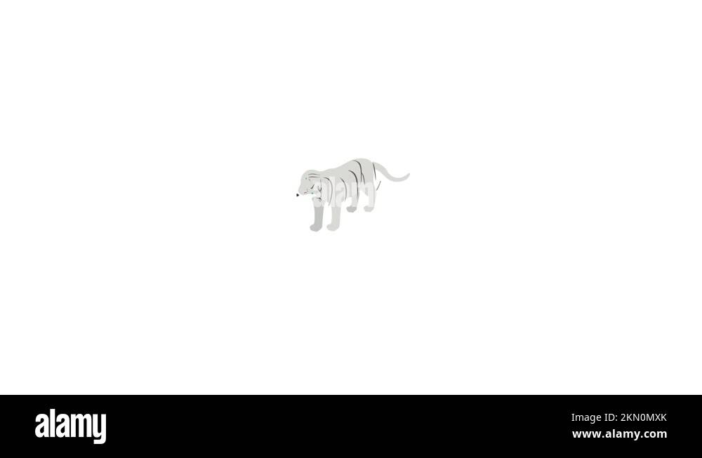 White tiger icon animation Stock Video Footage - Alamy