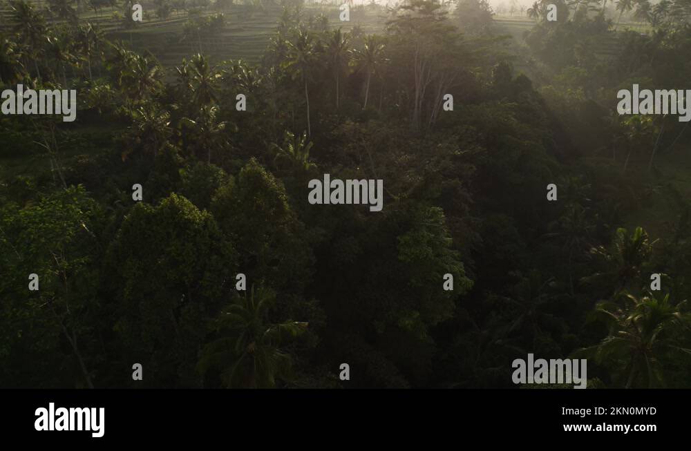 Morning lights up rice terraces in Bali Stock Video Footage - Alamy