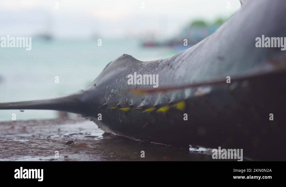 Saltwater parasite Stock Videos & Footage - HD and 4K Video Clips - Alamy
