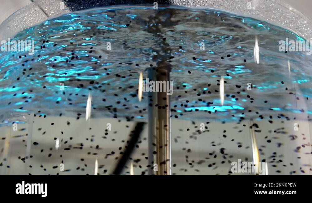 Wastewater particles Stock Videos & Footage - HD and 4K Video Clips - Alamy