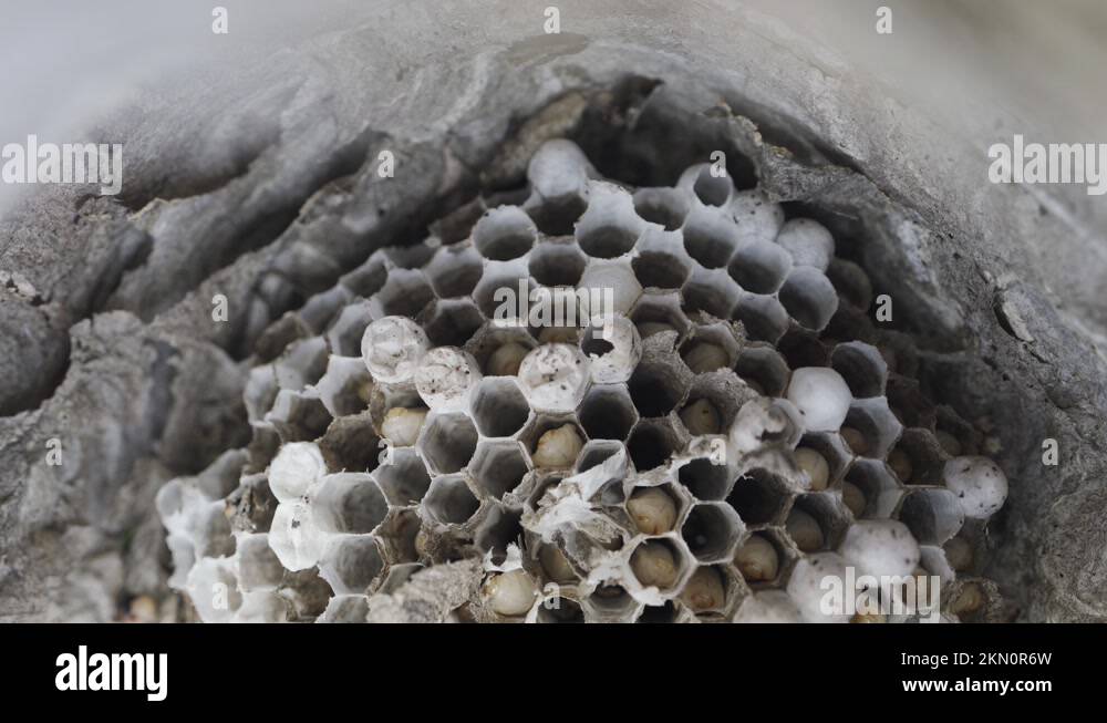 Inside Wasp Nest Stock Videos And Footage Hd And 4k Video Clips Alamy