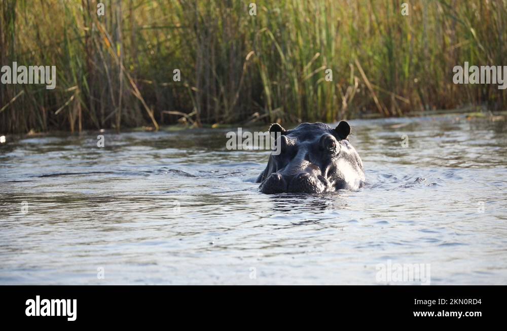 African river swimming Stock Videos & Footage - HD and 4K Video Clips ...