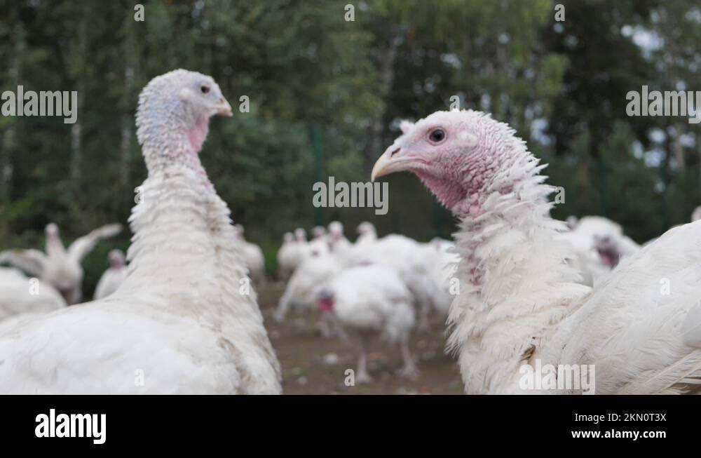 Poultry farm broiler turkey breeding. Poultry farm for broiler turkeys ...