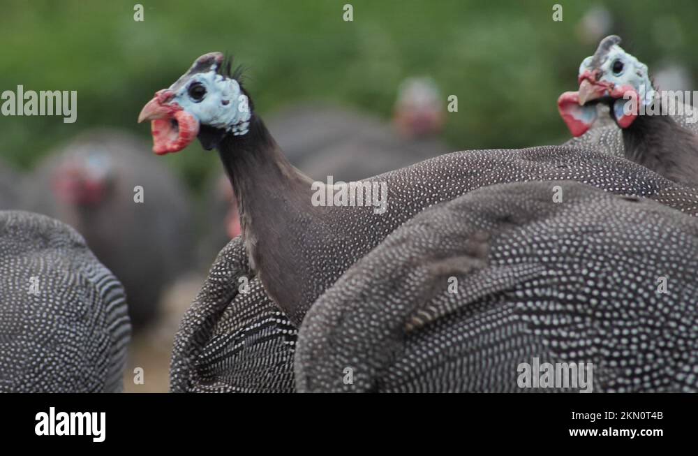 Poultry farm guinea fowl breeding. On an organic farm for guinea fowl ...