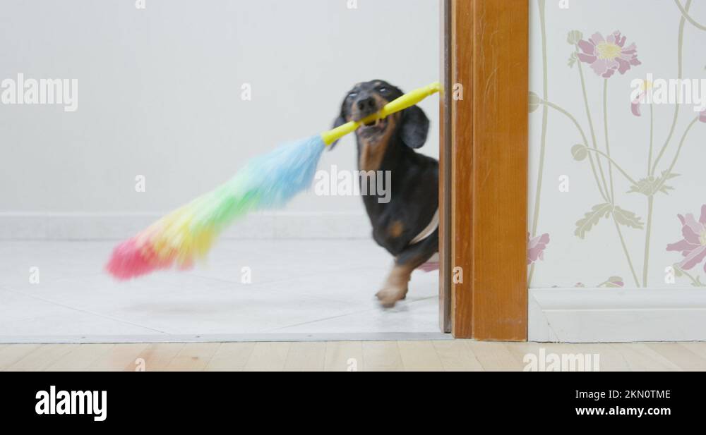 Dachshund dog in maid uniform was carrying feather duster into the room ...