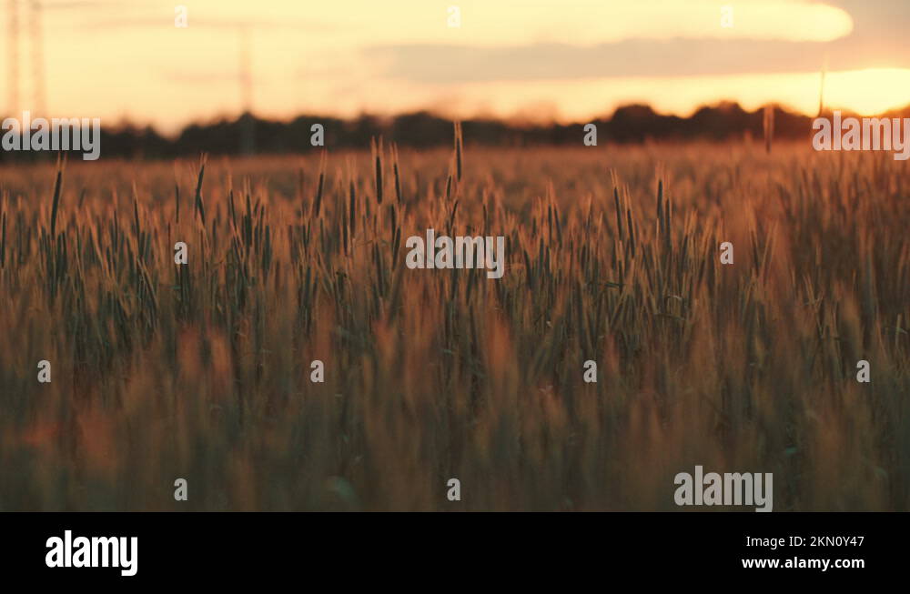 beautiful wide view of a wheat field in germany on sunset, camera ...