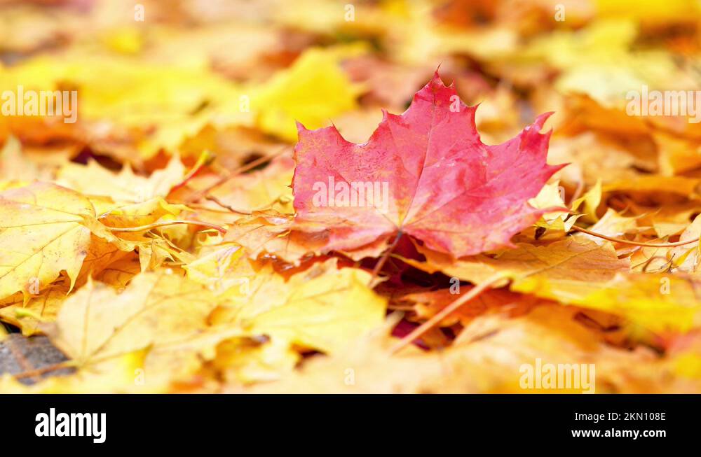 Red sycamore leaf Stock Videos & Footage - HD and 4K Video Clips - Alamy