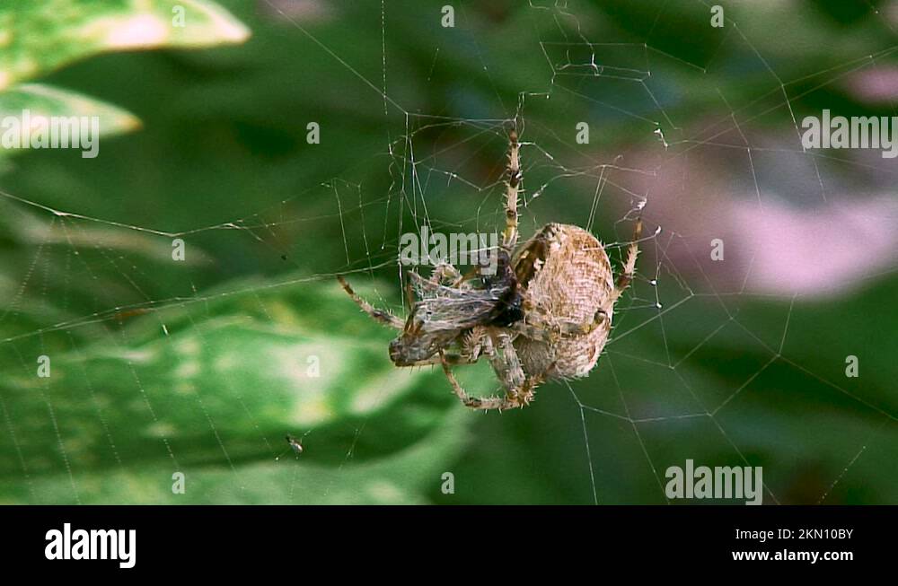 Spider town Stock Videos & Footage - HD and 4K Video Clips - Alamy