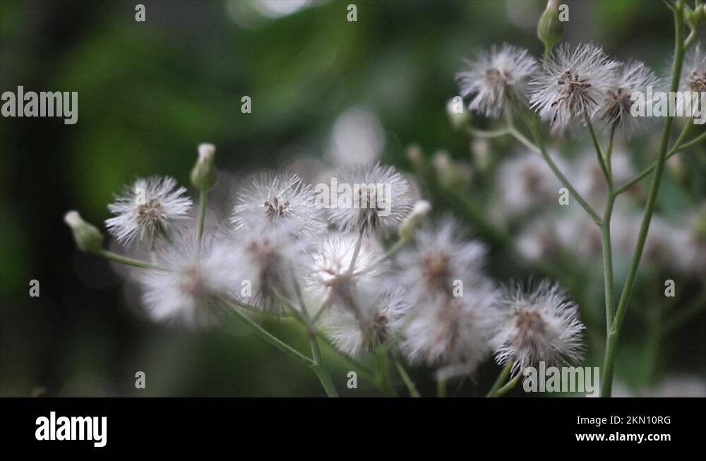 Pre bloom Stock Videos & Footage - HD and 4K Video Clips - Alamy