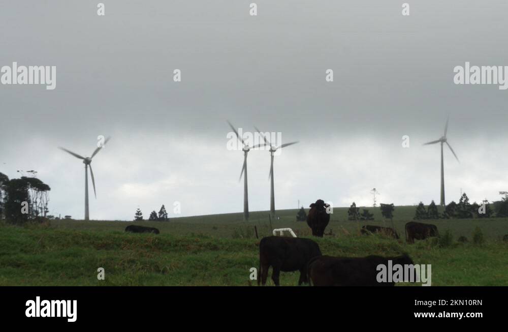 Farmland: wind turbine and cattle field in a cloudy weather, zoom out ...