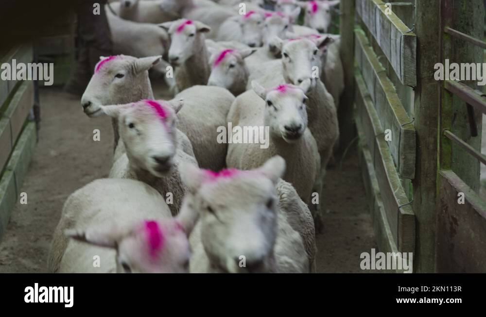 Paint marking sheep Stock Videos & Footage - HD and 4K Video Clips - Alamy