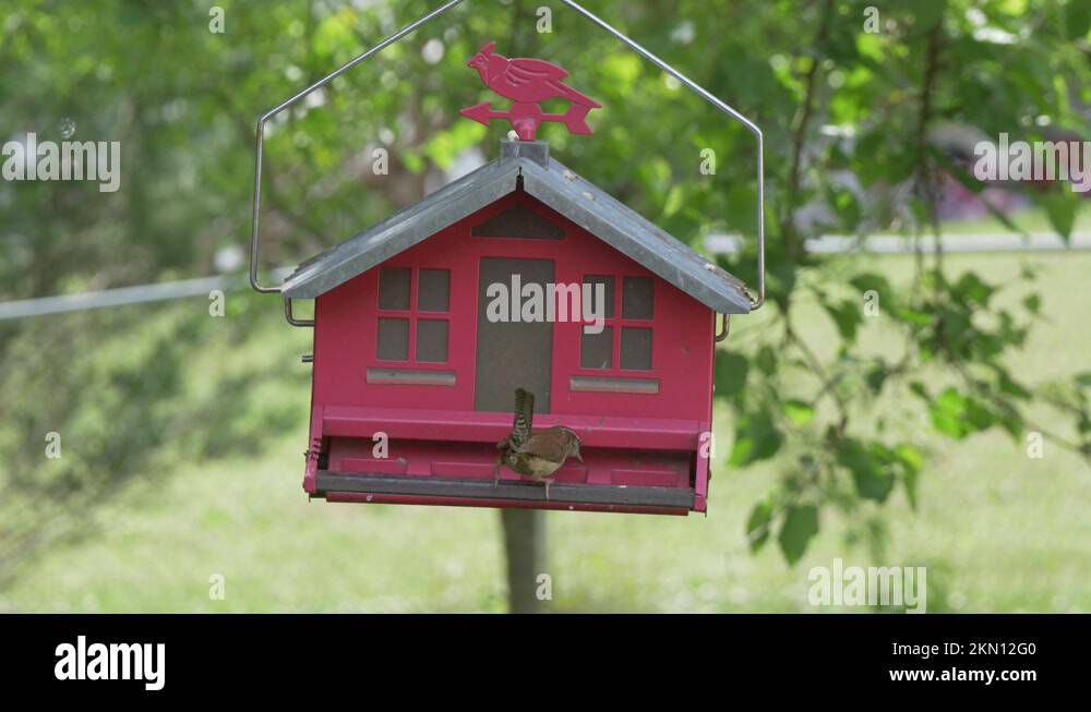 Barn bird Stock Videos & Footage - HD and 4K Video Clips - Alamy