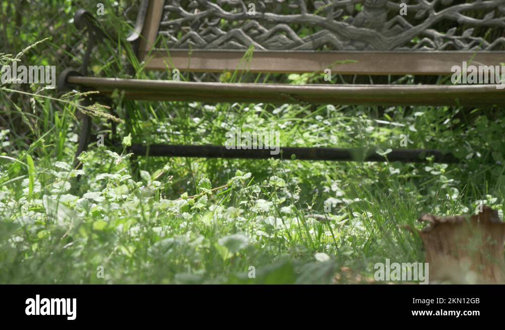 Lawn insects Stock Videos & Footage - HD and 4K Video Clips - Alamy