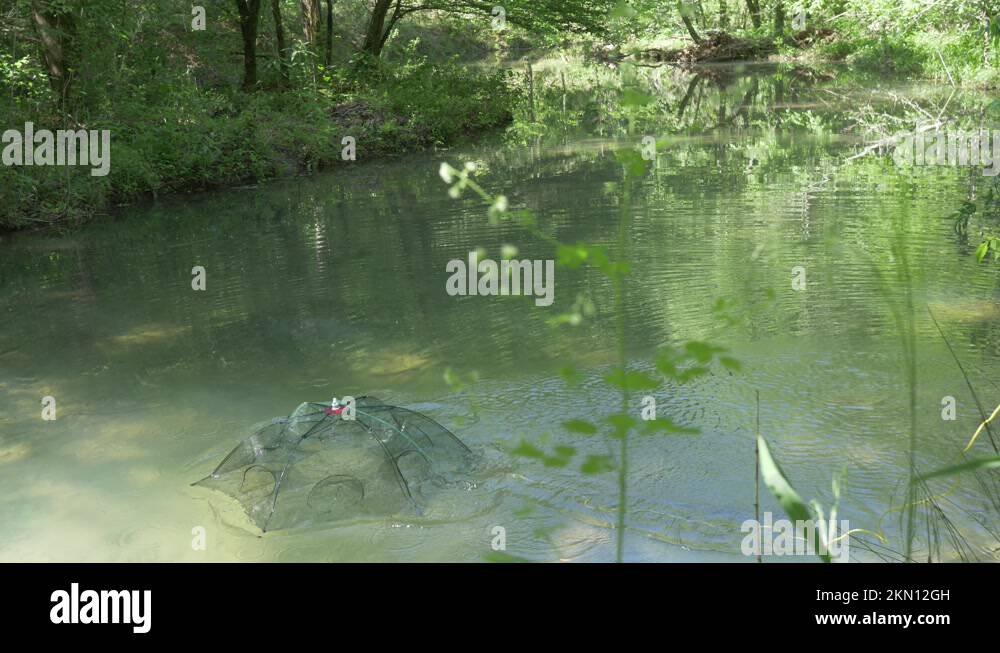 Bottom feeders Stock Videos & Footage - HD and 4K Video Clips - Alamy