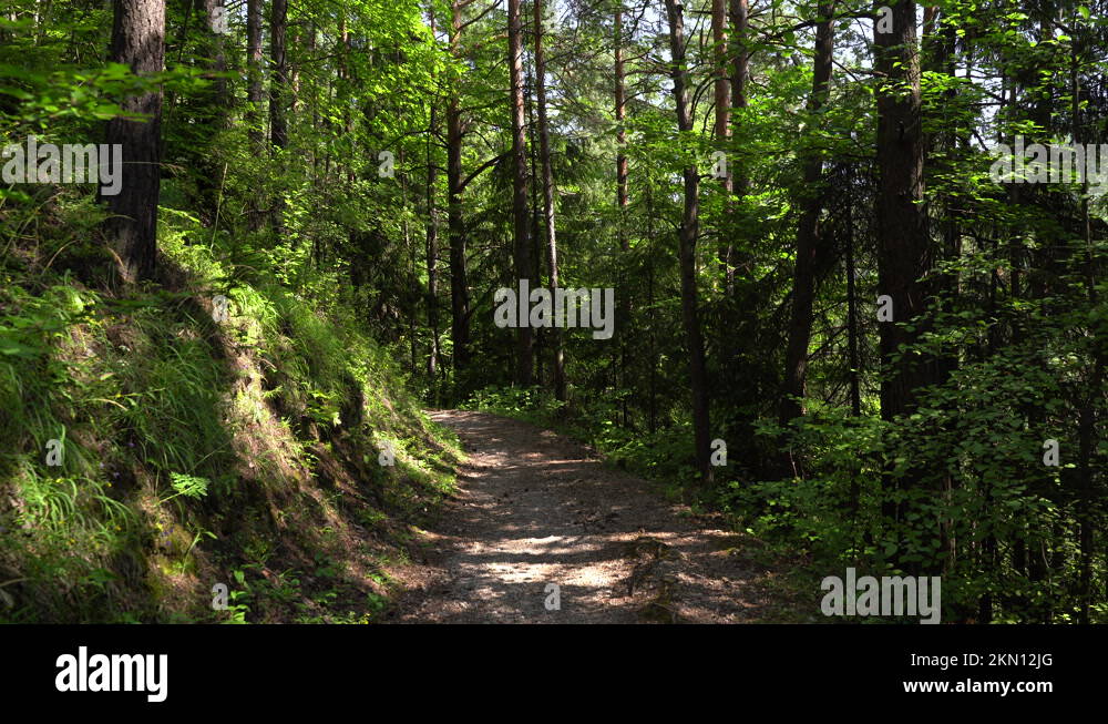 Calm forest path Stock Videos & Footage - HD and 4K Video Clips - Alamy
