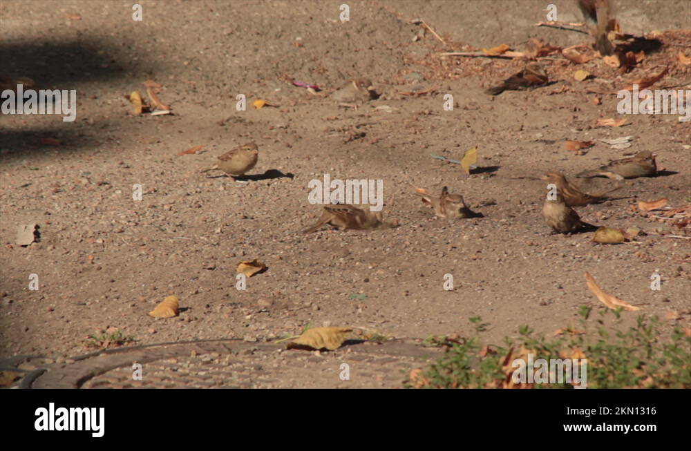 Dust bathe Stock Videos & Footage - HD and 4K Video Clips - Alamy