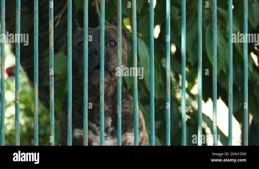 Evil house Stock Videos & Footage - HD and 4K Video Clips - Alamy