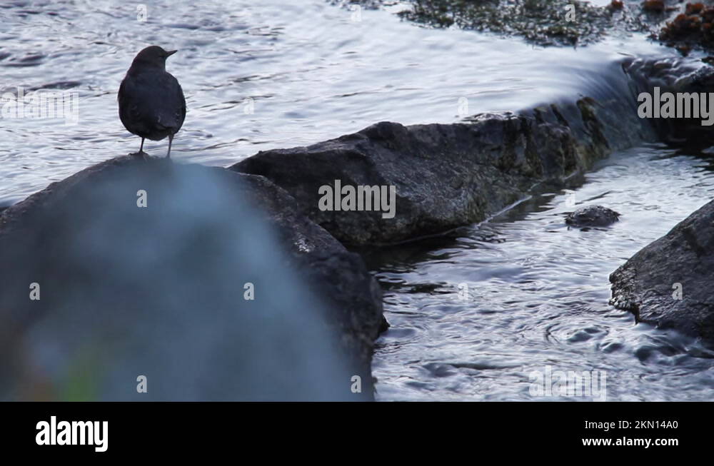 Dipper on the rocks Stock Videos & Footage - HD and 4K Video Clips - Alamy