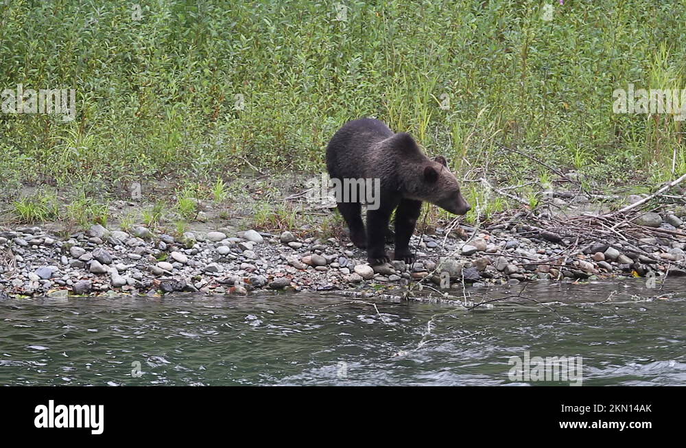 Adult male grizzly bear Stock Videos & Footage - HD and 4K Video Clips ...