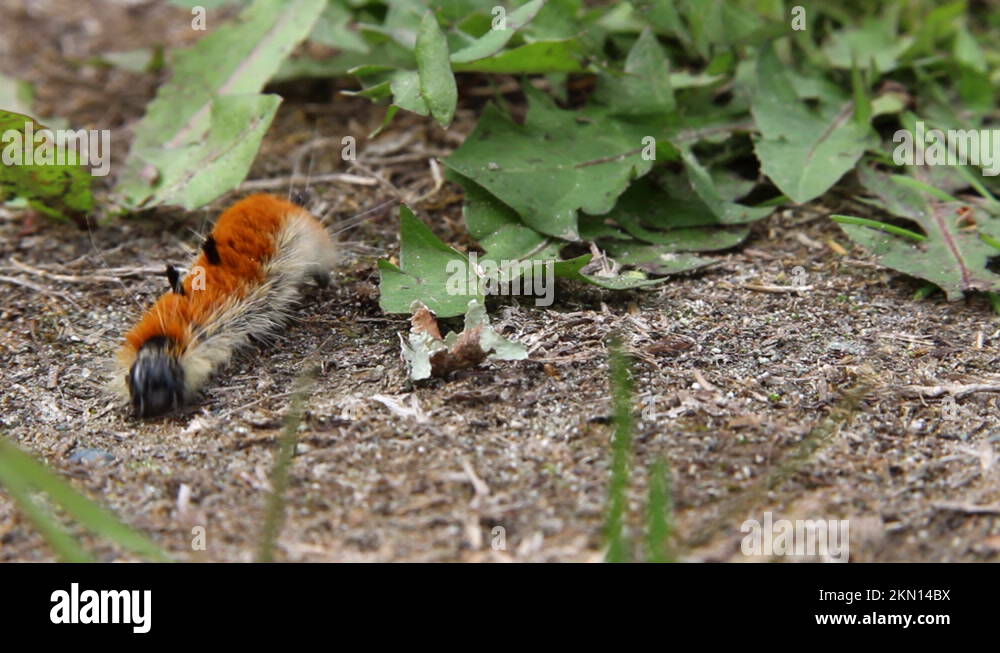 White fuzzy caterpillar Stock Videos & Footage - HD and 4K Video Clips ...