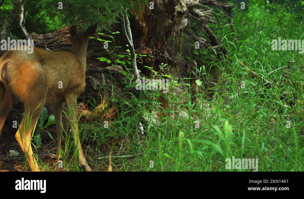 Female mule deer eating grass at Glacier National Park forest, static ...
