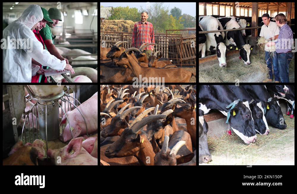Management and Breeding of Farm Animals Conceptual Video Wall Stock ...