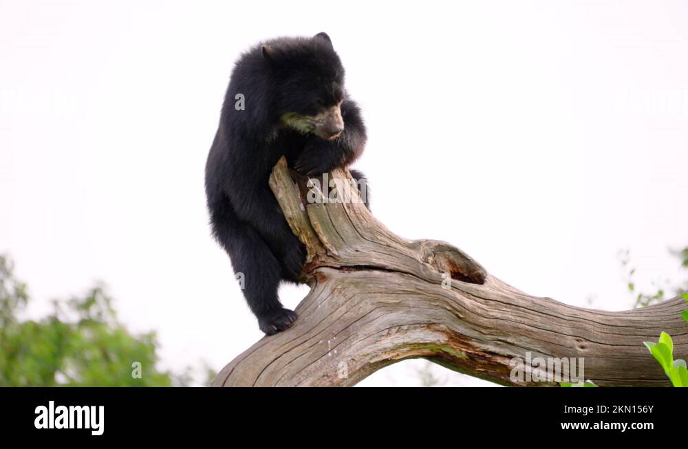 Spectacled bear in tree Stock Videos & Footage - HD and 4K Video Clips ...