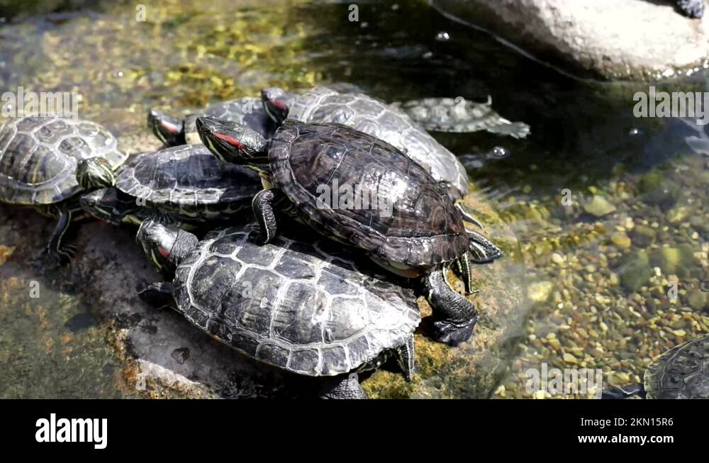 Many turtles sit on rock Stock Videos & Footage - HD and 4K Video Clips ...