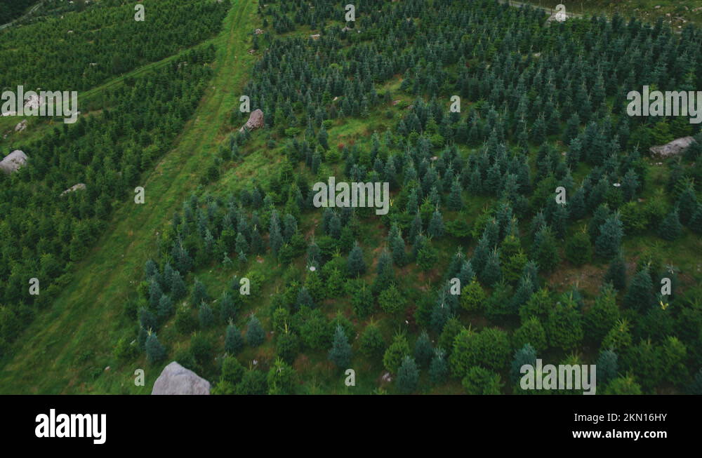 Tree species cultivation Stock Videos & Footage - HD and 4K Video Clips ...