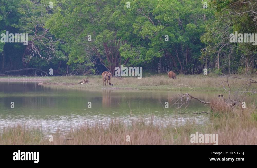 A junglefowl feeding under the body of a deer freeing it from its pests ...