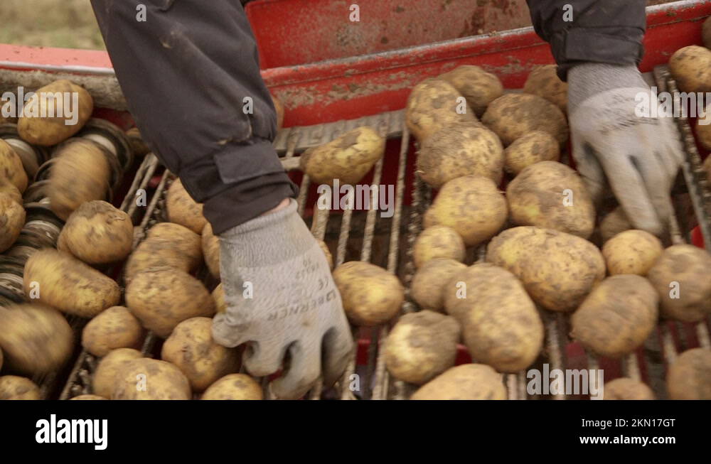 Picking table of potato harvester. Farmer separating dirt and stones ...