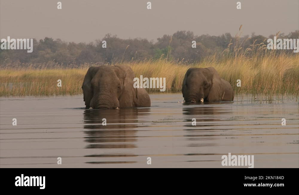 Legs behind ears Stock Videos & Footage - HD and 4K Video Clips - Alamy