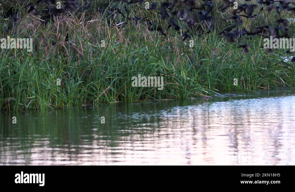 Scared plants Stock Videos & Footage - HD and 4K Video Clips - Alamy