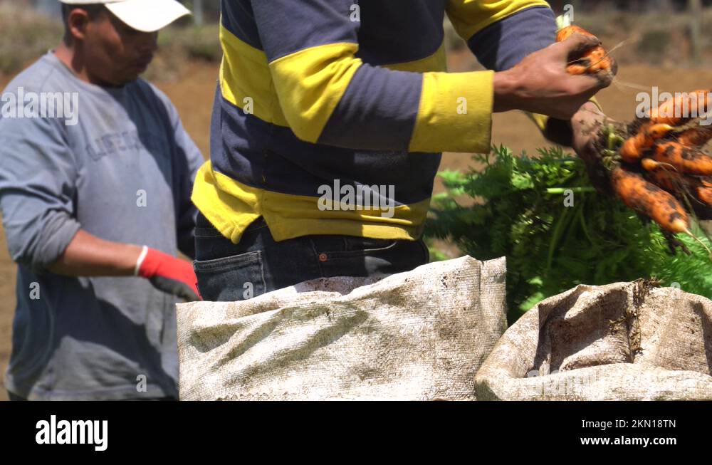 Costa rica work Stock Videos & Footage - HD and 4K Video Clips - Alamy