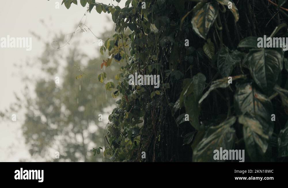 Jungle rain Stock Videos & Footage - HD and 4K Video Clips - Alamy