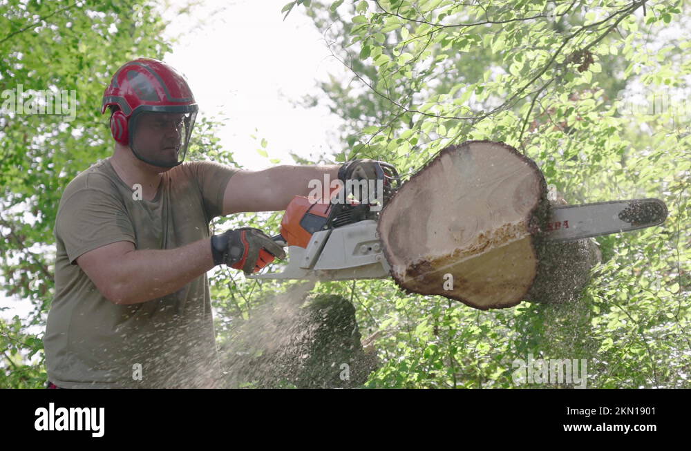 Lumberjack saw Stock Videos & Footage - HD and 4K Video Clips - Alamy