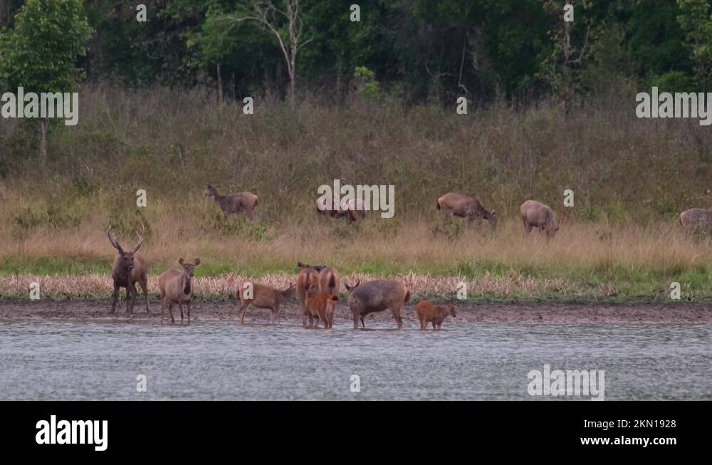 Paying animals Stock Videos & Footage - HD and 4K Video Clips - Alamy