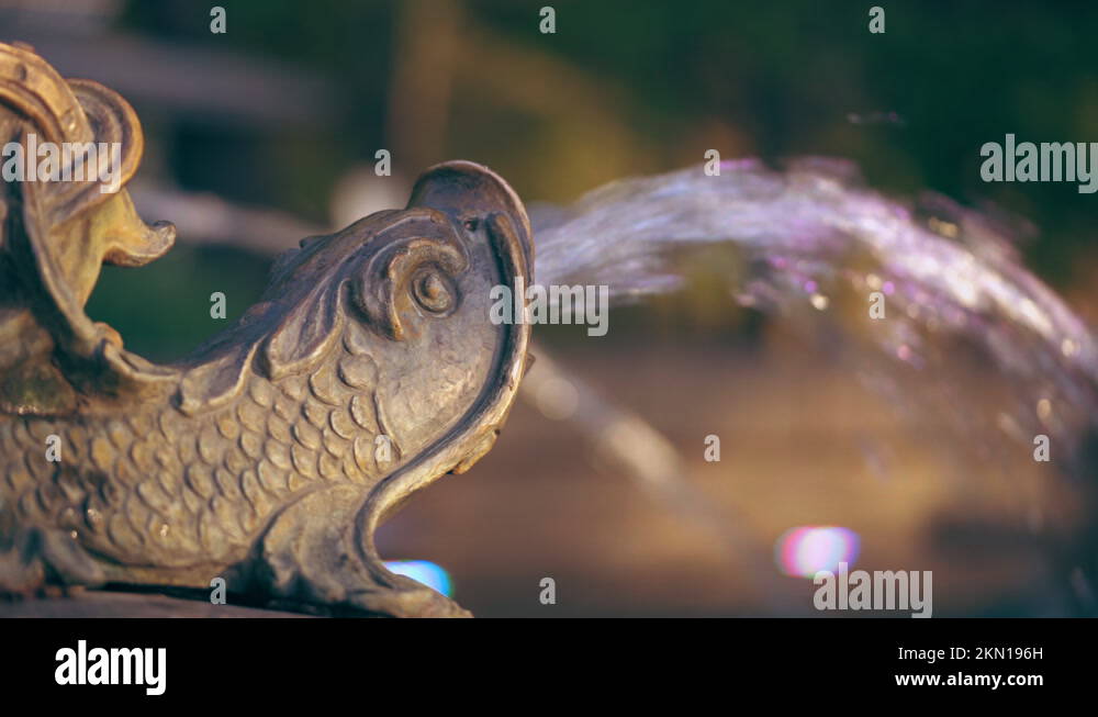 Fish jets Stock Videos & Footage - HD and 4K Video Clips - Alamy