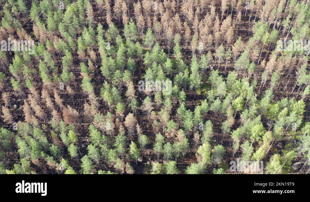 Coniferous forest ground Stock Videos & Footage - HD and 4K Video Clips ...
