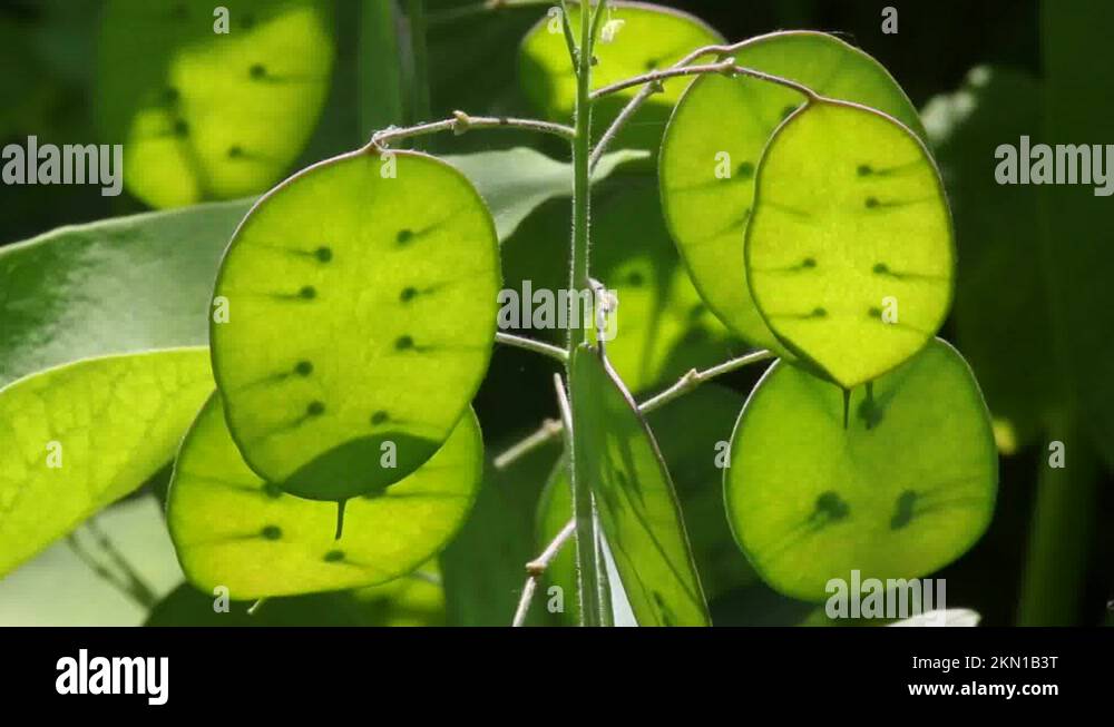 Translucent pods Stock Videos & Footage - HD and 4K Video Clips - Alamy