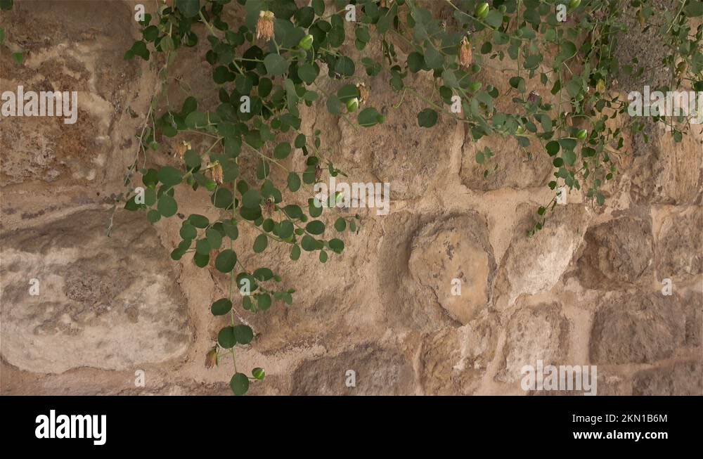 Medieval wall and caper bush on it Stock Video Footage - Alamy