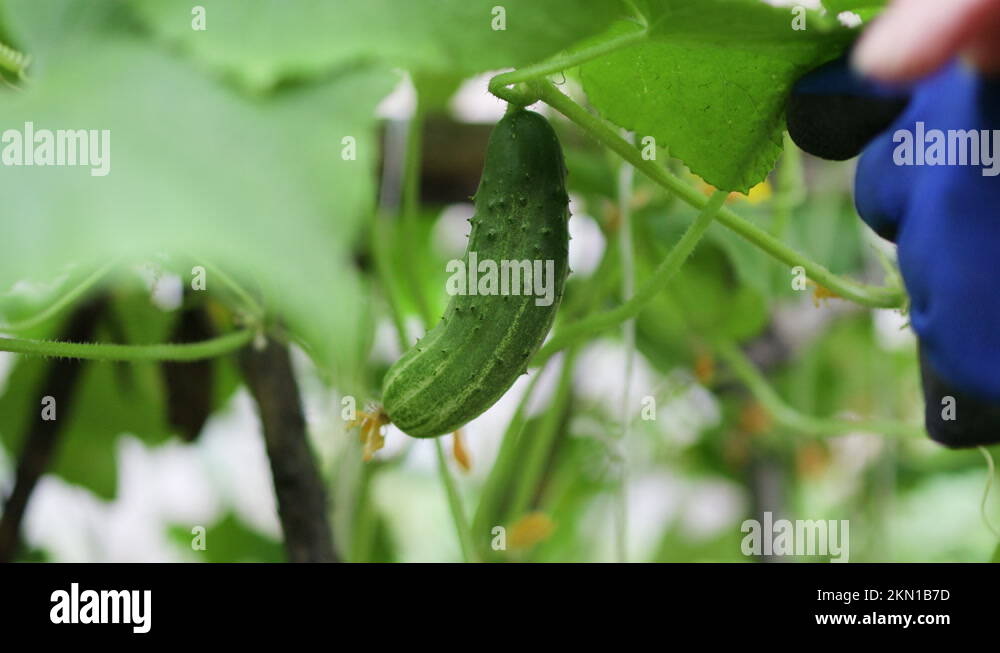 Cucumber farming process Stock Videos & Footage - HD and 4K Video Clips ...