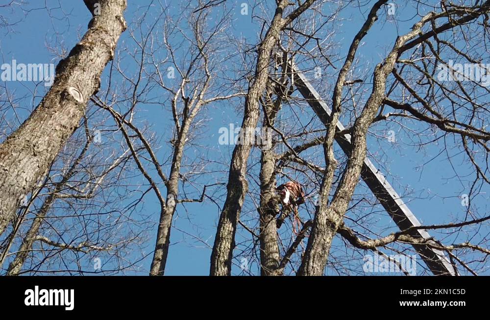 Man in tree tops cutting down trees using a crane to carry off tree ...