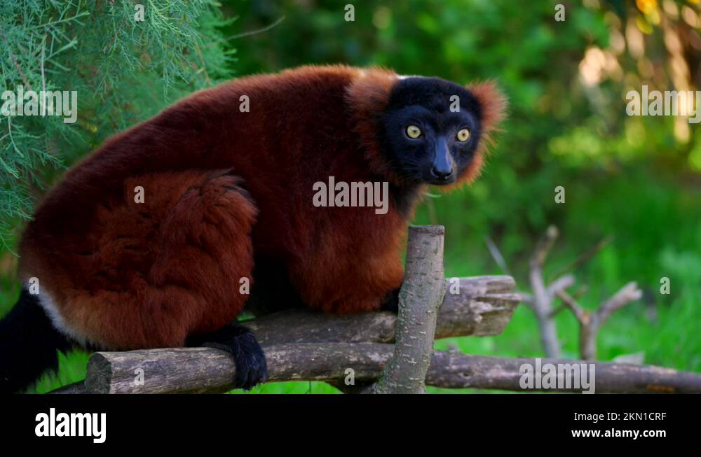Red ruffed lemur Stock Videos & Footage - HD and 4K Video Clips - Alamy
