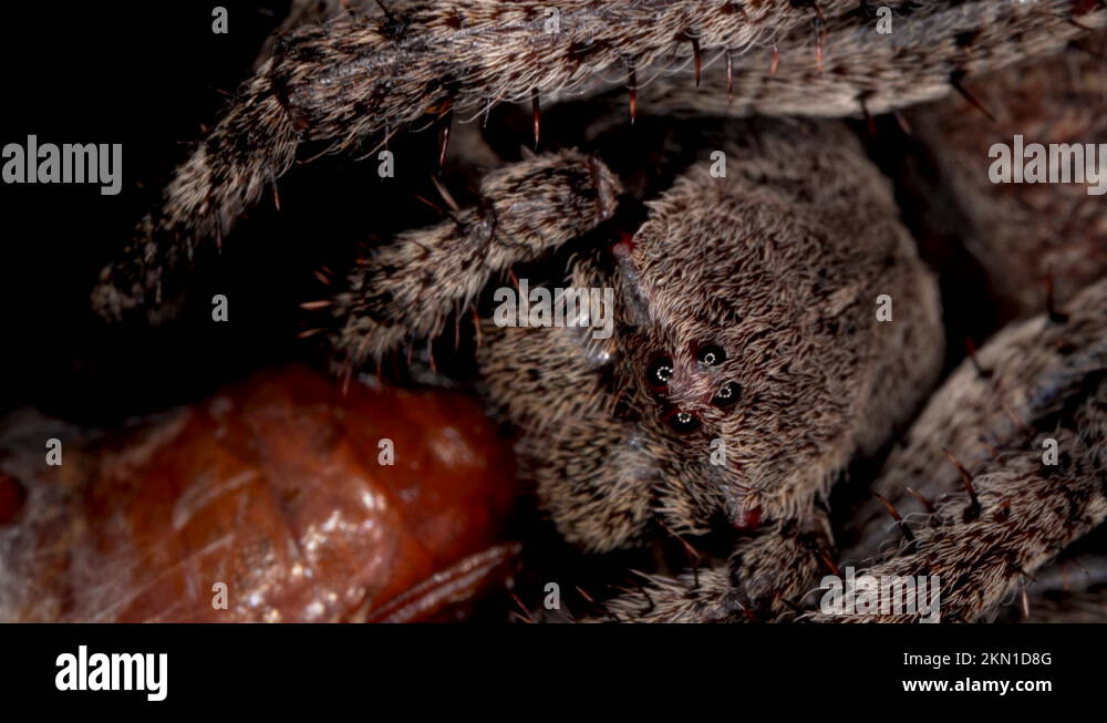 Spiders eyes spiders head Stock Videos & Footage - HD and 4K Video ...